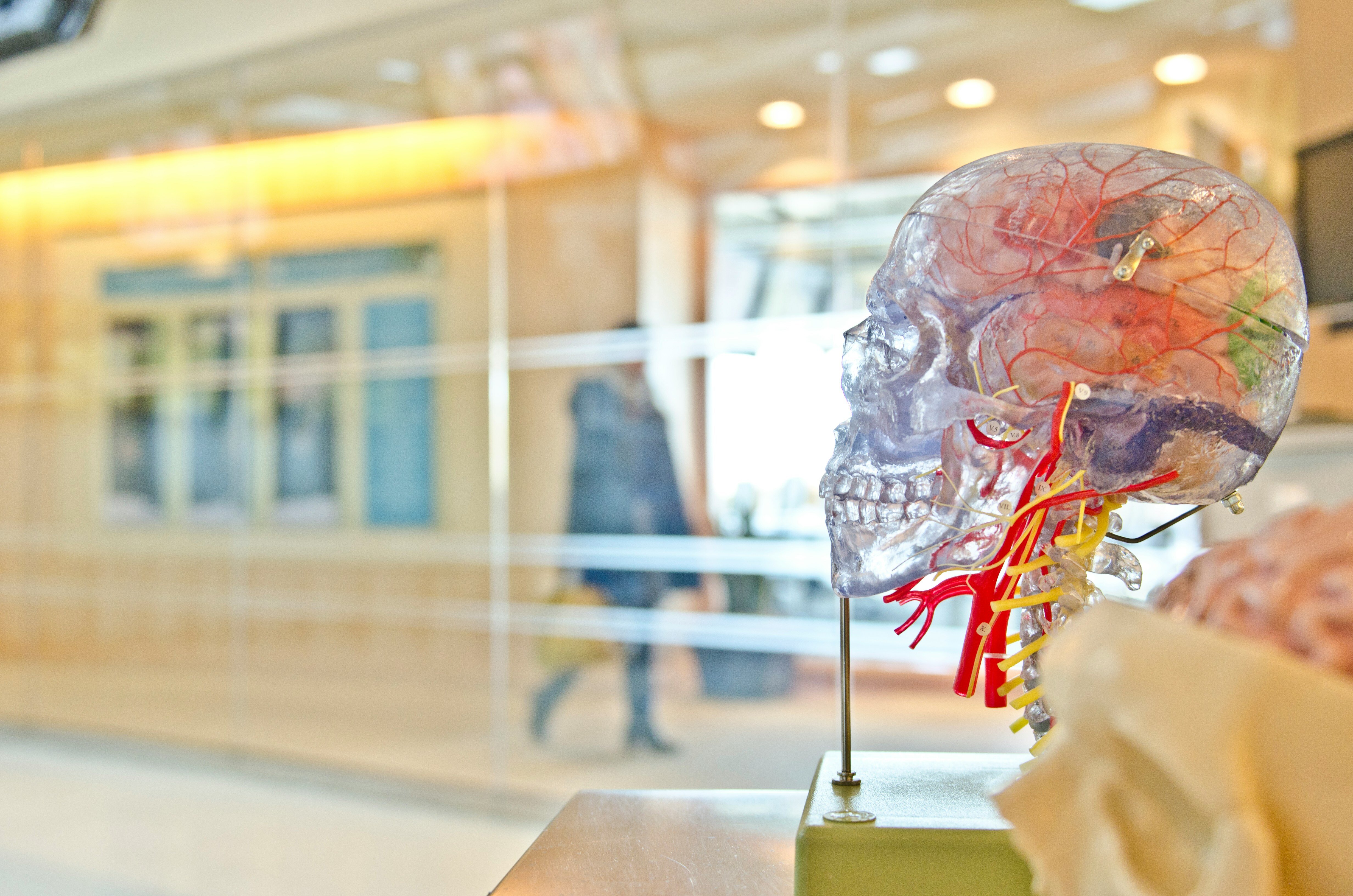Cuida tu cerebro: claves para mantenerlo sano, ágil y enfocado